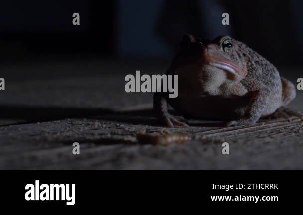 Southern Toad grabs a meal worm with it's tongue in real time, then ...