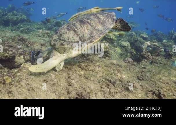 Surgeon fish turtle Stock Videos & Footage - HD and 4K Video Clips - Alamy