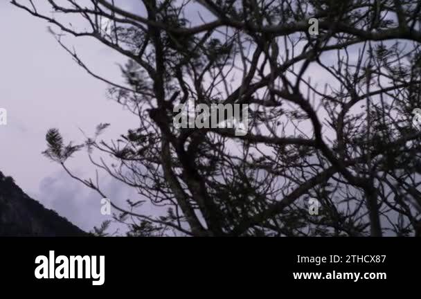 A close, panning shot of a tree in the right side of the frame to the ...