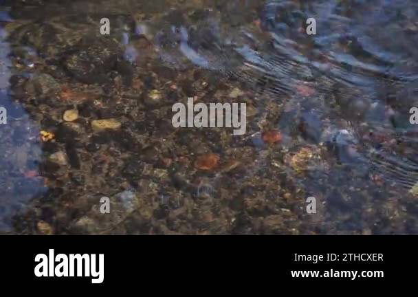 Clear water in shallow river Stock Videos & Footage - HD and 4K Video ...