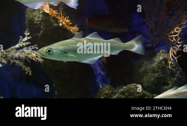 European pollock, pollachius pollachius, Fishes Swimming, Real Time 4K ...