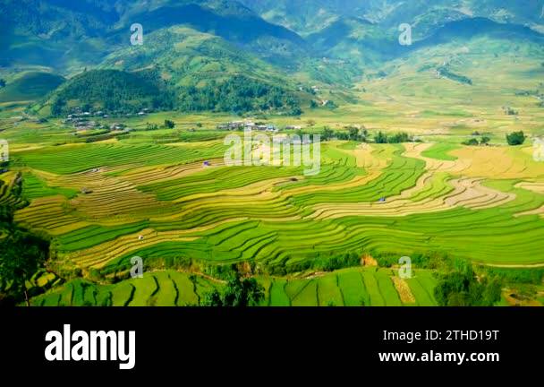 Rice Field Green agriculture ecosystem Asian rice paddy field Vietnam ...