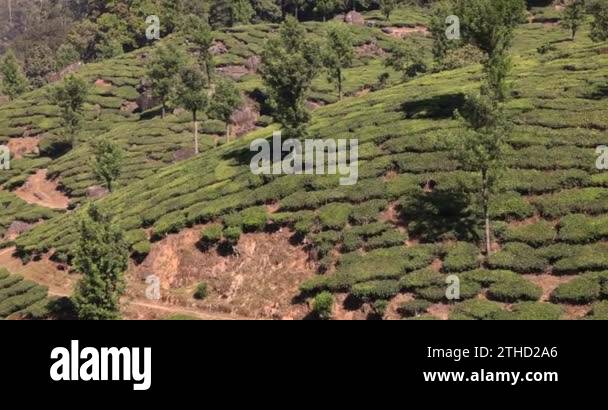 High tea india Stock Videos & Footage - HD and 4K Video Clips - Alamy