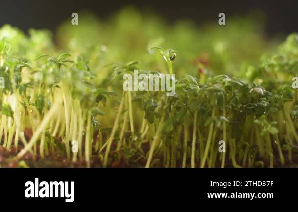 Microgreen seeds are healthy food. Sprouts take root and emerge from ...