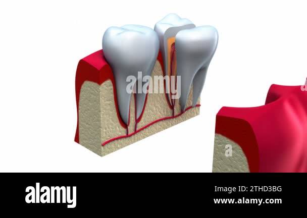 Anatomy of healthy teeth in details Stock Video Footage - Alamy