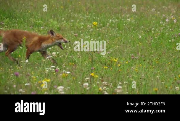 Red Fox, vulpes vulpes, Adult Running in Tall Grass, Normandy in France, Real Time 4K Stock ...
