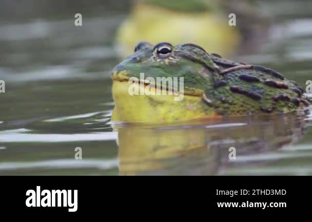 Closeup Portrait Of African Bullfrog In A Pond Washing Face With Front ...
