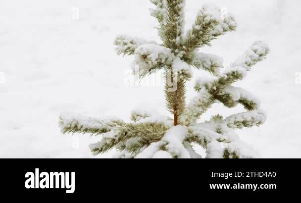 A small, lone pine tree stands proudly in a serene winter landscape ...