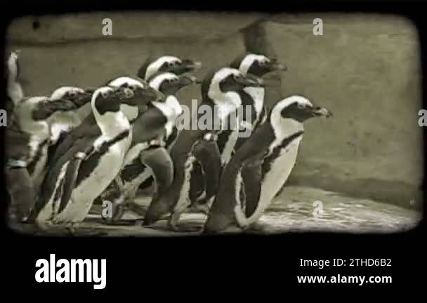 Waddle bird black and Stock Videos & Footage - HD and 4K Video Clips ...