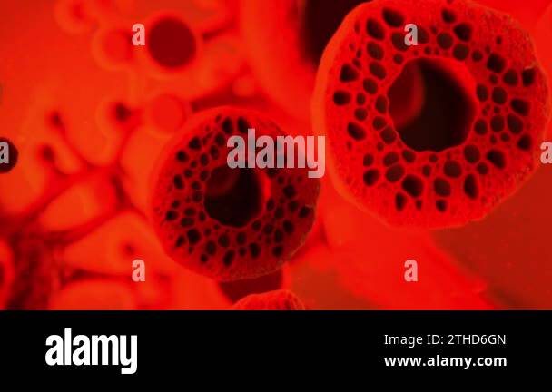 Anemia under microscope view - animation Stock Video Footage - Alamy