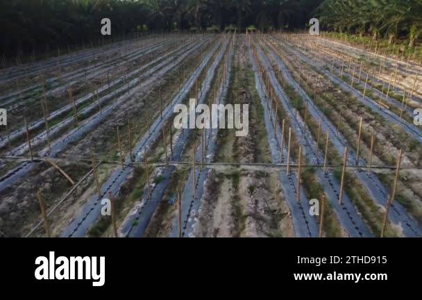 bamboo poles tied with fine metal wire string for creeping vine plant ...
