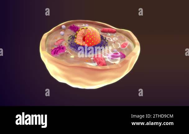 Illustration animal cell cell nucleus Stock Videos & Footage - HD and ...