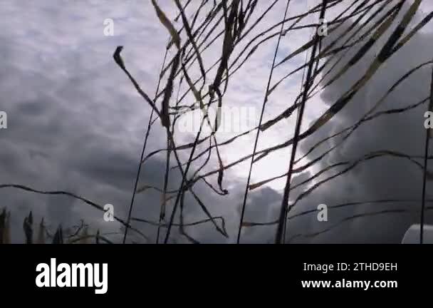 Black and yellow tapes waving from wind in summer day. Event. Grey ...