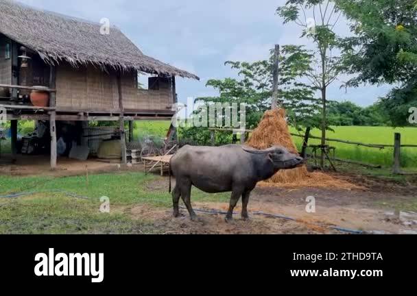 home stay farm between green paddy fields in Thailand, beautiful farm ...