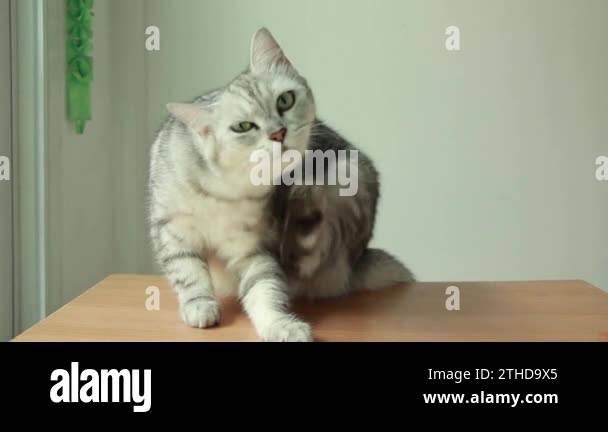Cat is scratching ear, Fungal itching and skin diseases Stock Video ...