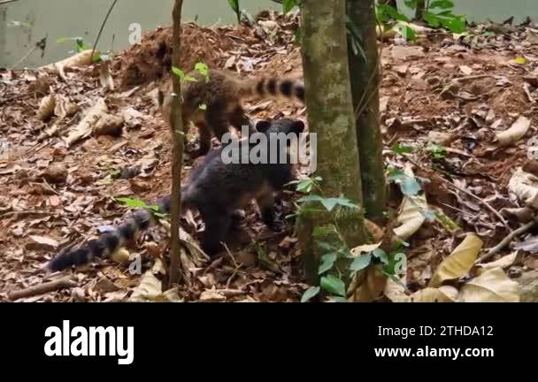 Family of South American Coati, Ring-tailed Coati, Nasua nasua at ...