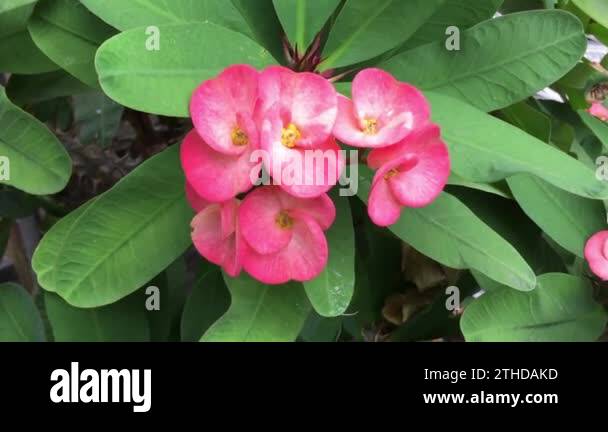 Enclosed flowers Stock Videos & Footage - HD and 4K Video Clips - Alamy