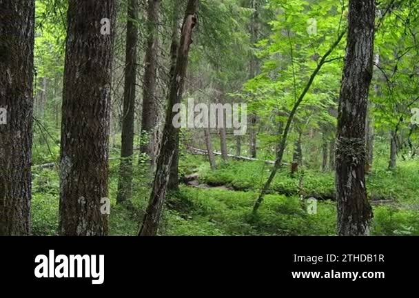 Taiga biome dominated by coniferous forests. Picea spruce, genus of ...
