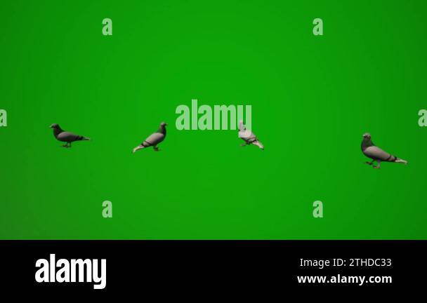 Bird eating butterfly Stock Videos & Footage - HD and 4K Video Clips ...