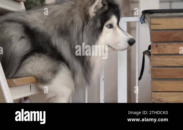 Beautiful profile husky dog Stock Videos & Footage - HD and 4K Video ...