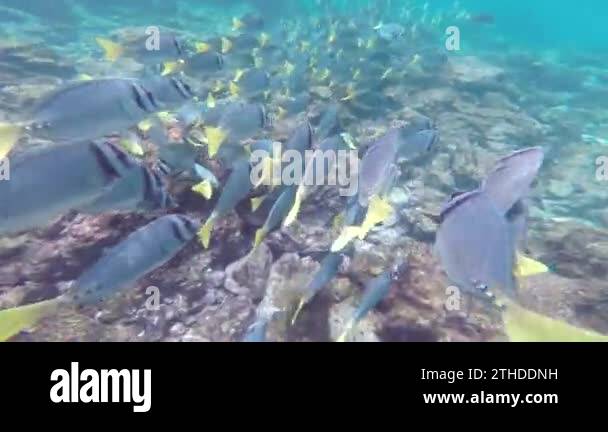 School of Yellow-tailed Surgeonfish (Prionurus laticlavius) in ...