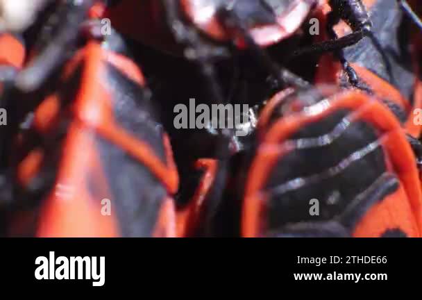 Fire bug pyrrhocoris apterus Stock Videos & Footage - HD and 4K Video ...