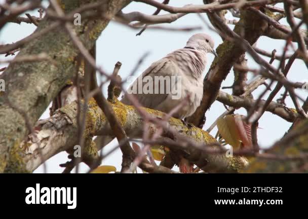 Collared dove Stock Videos & Footage - HD and 4K Video Clips - Alamy