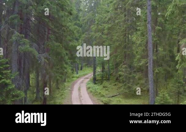 Old tree winding road Stock Videos & Footage - HD and 4K Video Clips - Alamy