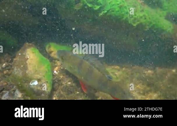Redfin perch perca Stock Videos & Footage - HD and 4K Video Clips - Alamy