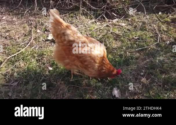 Isa Brown laying hen called red hen scratching in the grass Stock Video ...
