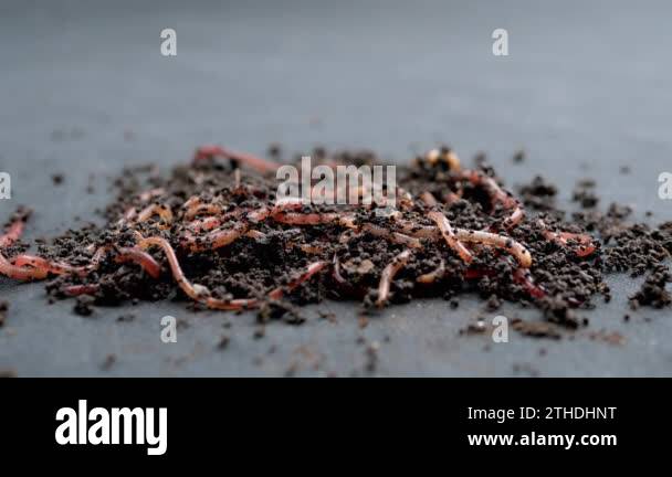 Close up Crawling Red Earthworms in Black Soil Isolated on Black ...