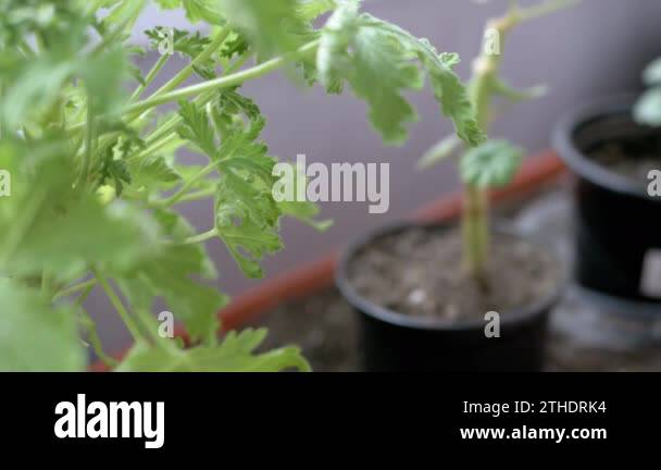Young Flower Seedlings of Geranium, Pelargonium are in Flower Pots on ...