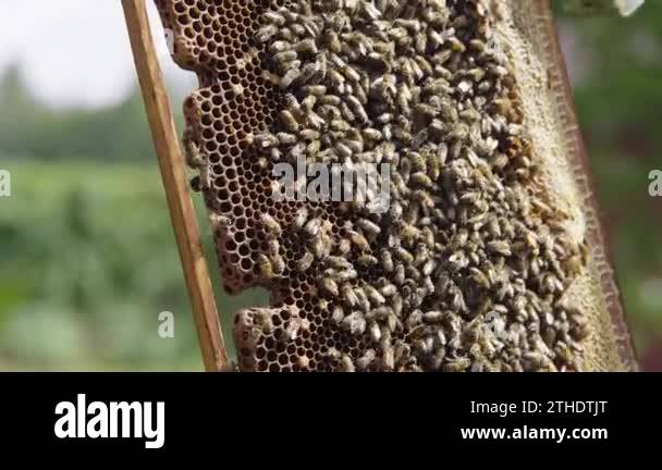 Busy Honey Bees Crawling and Moving on Honeycomb Beehive Frame, Bee ...