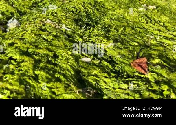 Green color algae Stock Videos & Footage - HD and 4K Video Clips - Alamy