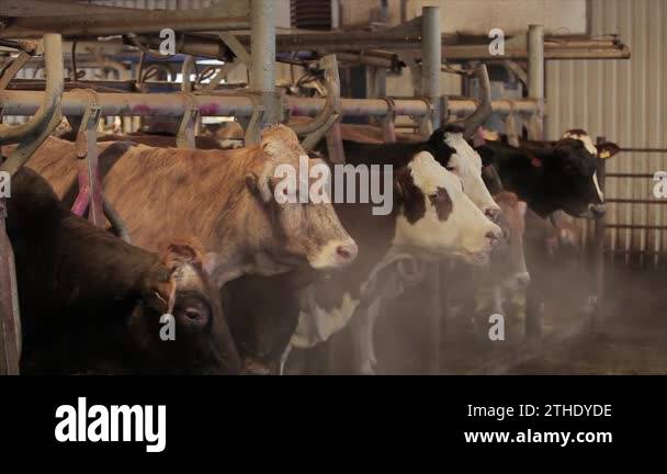 Automatic milking of cows. The process of milking cows on a dairy farm ...