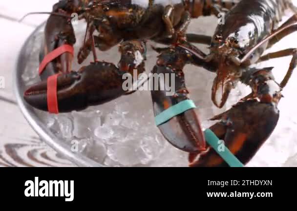 Raw lobsters tied claws Stock Videos & Footage - HD and 4K Video Clips ...