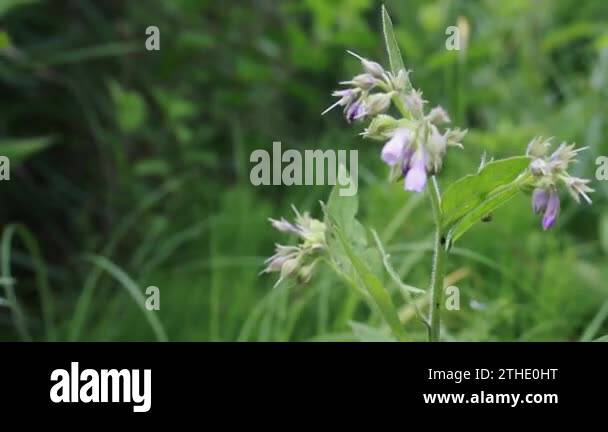 Blue weed Stock Videos & Footage - HD and 4K Video Clips - Alamy