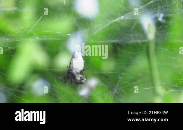 Tent web Stock Videos & Footage - HD and 4K Video Clips - Alamy