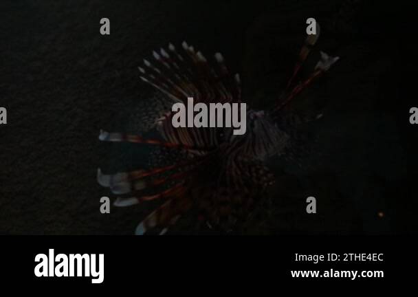 Floating poisonous lionfish in a marine aquarium on a black background ...