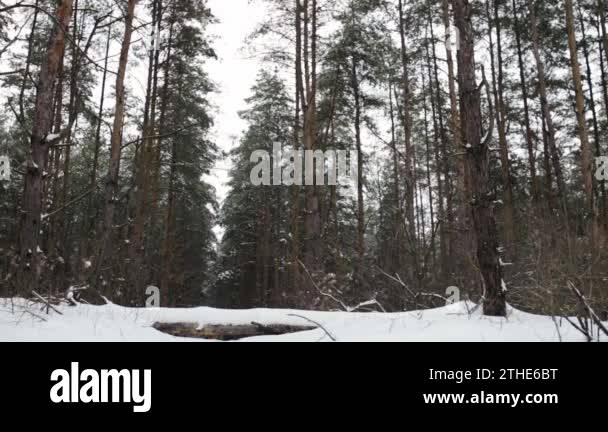 Jump over a log Stock Videos & Footage - HD and 4K Video Clips - Alamy