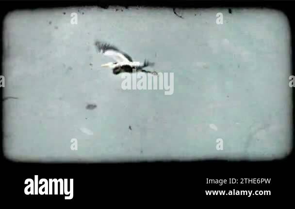 Wings drooping Stock Videos & Footage - HD and 4K Video Clips - Alamy