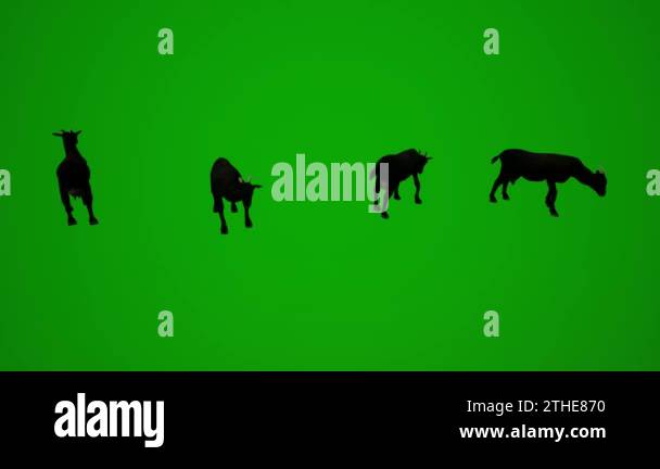 3D animal domestic horned goat green screen background eating and ...