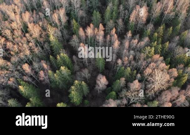 Woodland without leaves Stock Videos & Footage - HD and 4K Video Clips ...