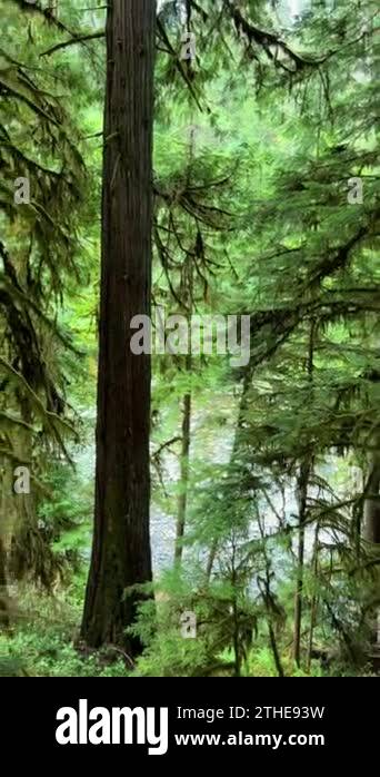 MacMillan Provincial Park Seven Wonders of Canada Vancouver island ...