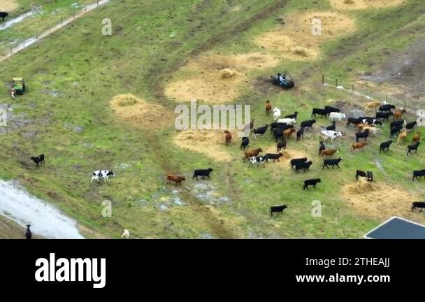 Shepherd men riding ATV quadbikes while taking care of cattle on ...