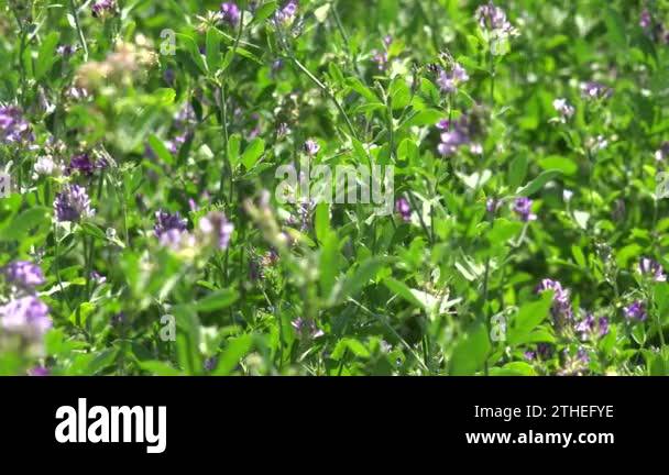 Clover in Agriculture Field, Lucerne Harvesting Crop for Farm Animals ...