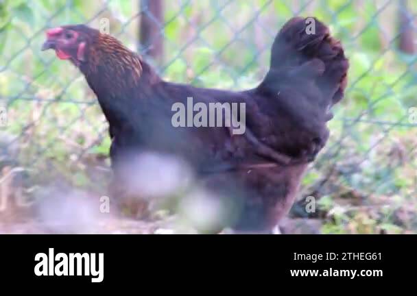 Organic chicken farm with fenced chicken hens in domestic farming with ...