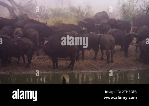 Pan shot moving from left to right showing a buffalo herd standing by ...