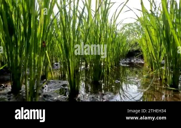 Rice plants in rice fields that are still small in their period of ...