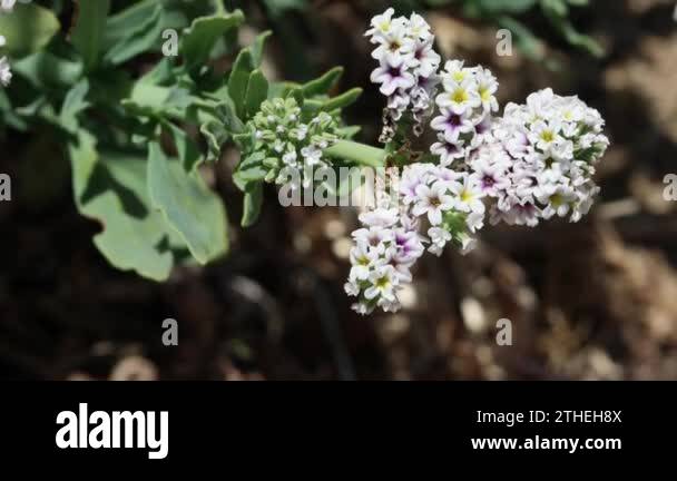 Purple and yellow flowering axillaterminal determinate Scorpioid cyme ...
